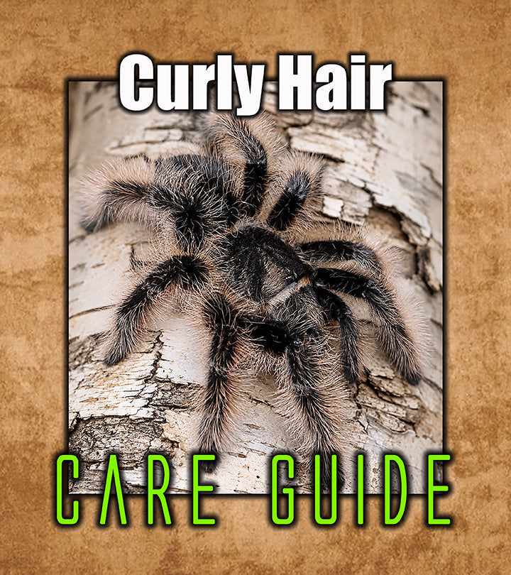 Curly Hair Tarantula Care Guide - Enclosure Setup | The Defiant Forest ...