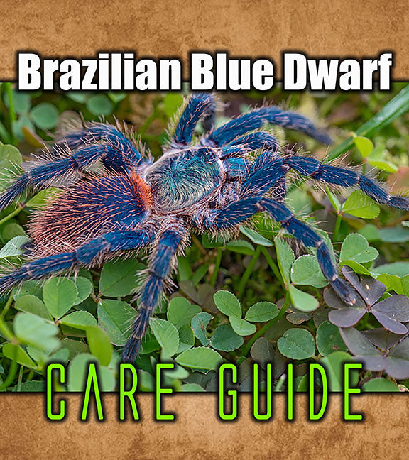 Blue Dwarf Beauty Tarantula Care Guide | Dolichothele diamantinensis ...