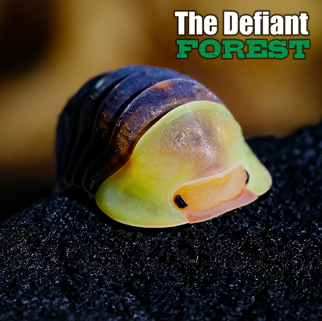 Why are Biologically Active Micro-Organisms Important to Isopods? – The ...