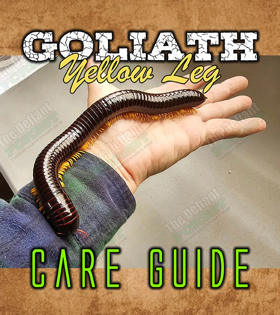 Goliath Sumatran Yellow Leg Millipede | Species & Care Guide – The ...