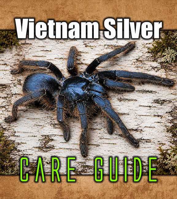 Vietnam Silver Earth Tiger Tarantula Care Guide, Size & Habitat – The ...