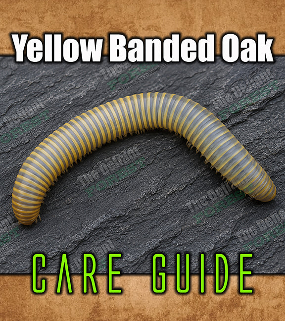 Yellow Banded Oak Millipede Care Guide | Narceus gordanus – The Defiant ...