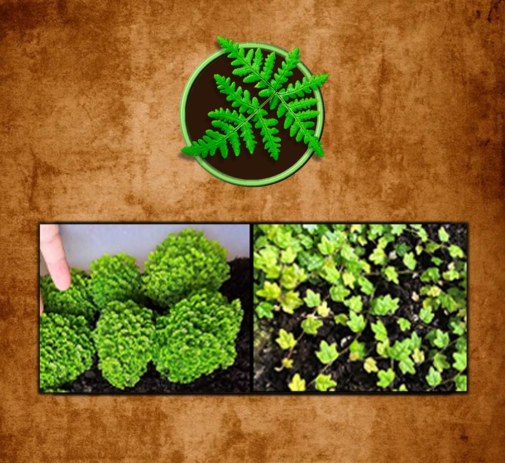 Live Mini Vines & Terrarium Plants for Indoor Gardens - The Defiant ...