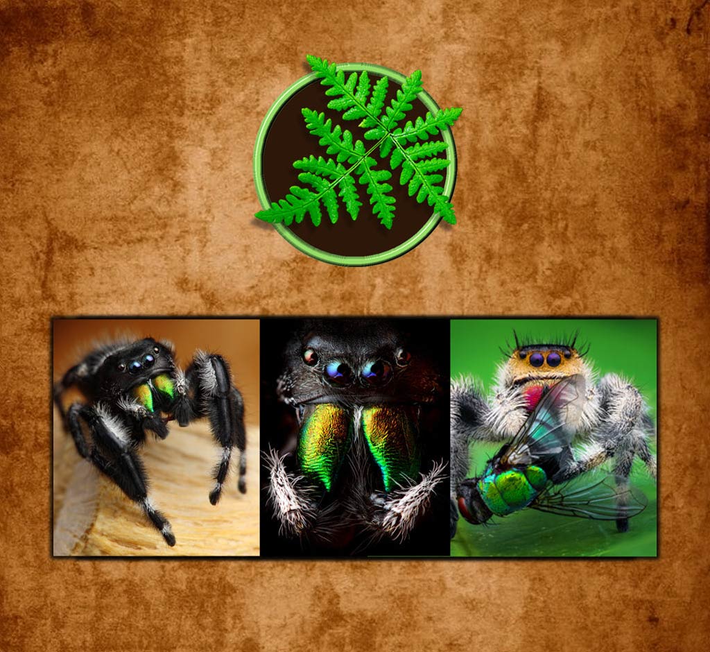 Jumping Spiders For Sale - Pet Arachnids & True Spiders - The Defiant ...
