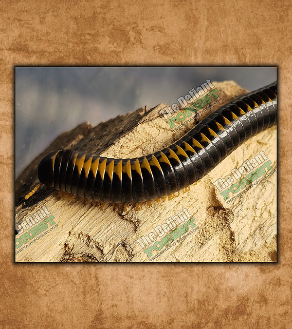 Millipedes For Sale: Premium Exotic Millipedes | The Defiant Forest ...