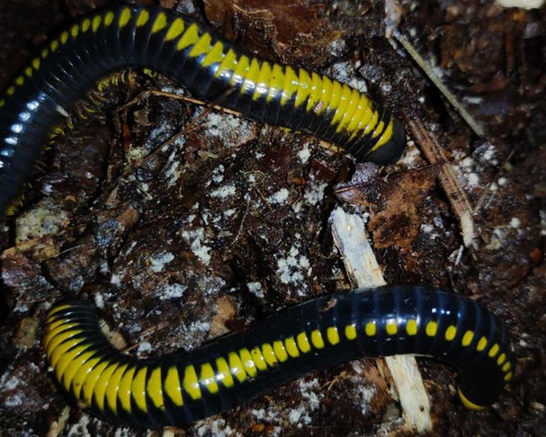 Millipedes For Sale: Premium Exotic Millipedes | The Defiant Forest ...