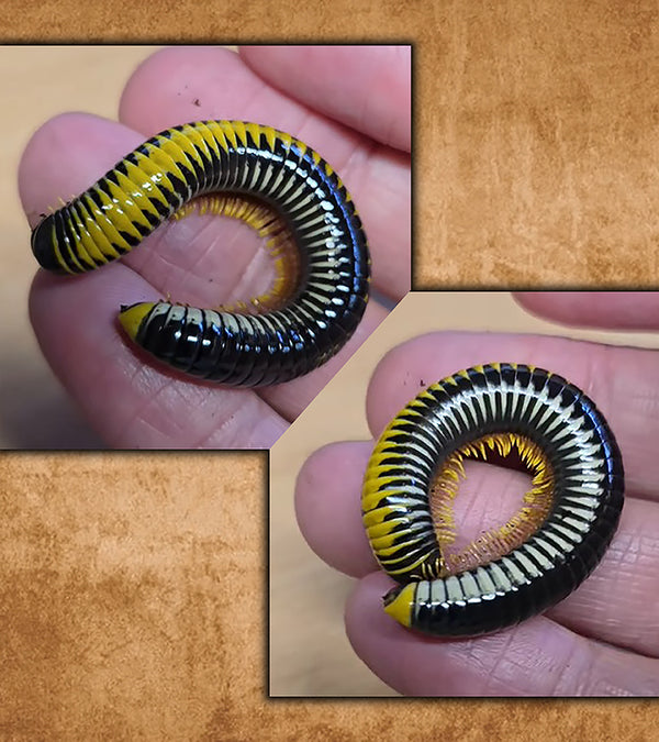 Tarantulas, Millipedes, Isopodes & More For Sale | The Defiant Forest ...