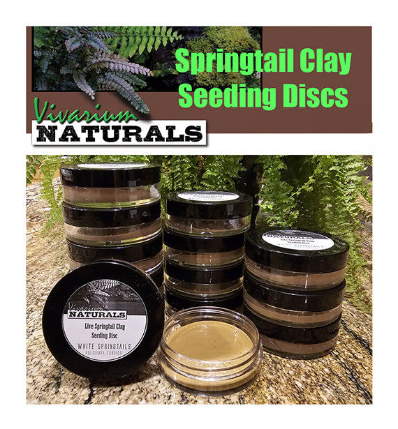 Yellow Springtails, Ceratophysella Sp. - Live Springtail Clay Culture ...