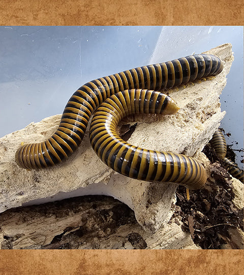 Millipedes For Sale: Premium Exotic Millipedes | The Defiant Forest ...