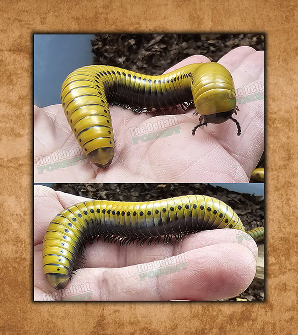 Millipedes For Sale: Premium Exotic Millipedes | The Defiant Forest ...