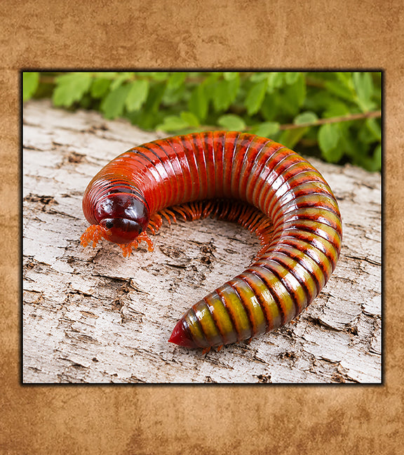 Giant Sunfire Millipede, Diplopoda sp. Indonesia – The Defiant Forest