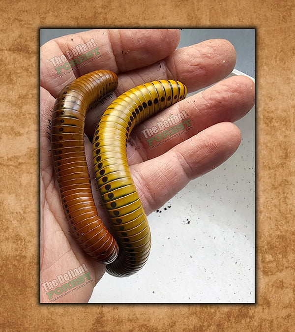 Millipedes For Sale: Premium Exotic Millipedes | The Defiant Forest ...