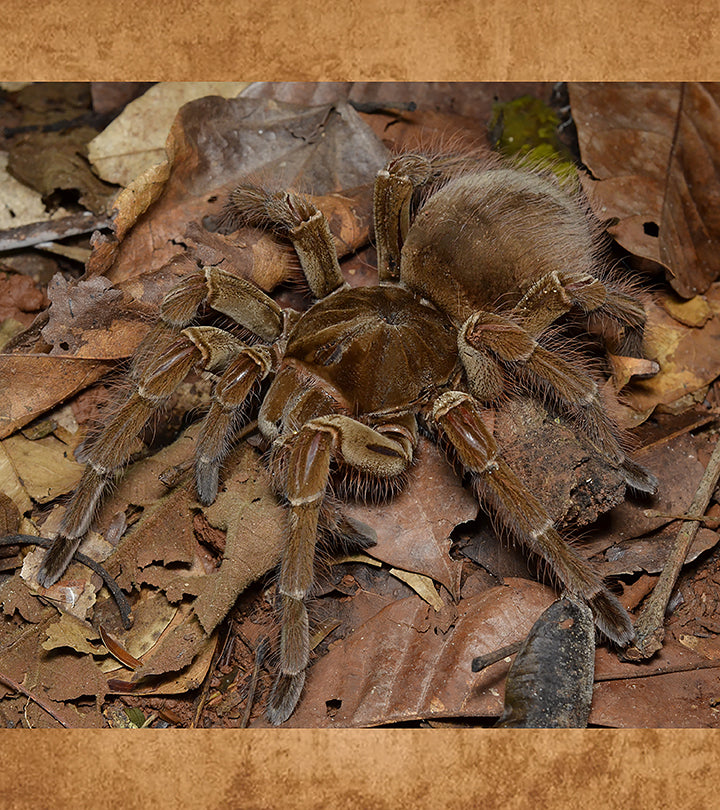 Goliath Bird Eater Tarantula, Theraphosa blondi - Terrestrial Species ...