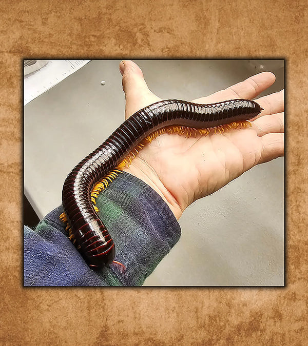 Millipedes For Sale: Premium Exotic Millipedes | The Defiant Forest ...