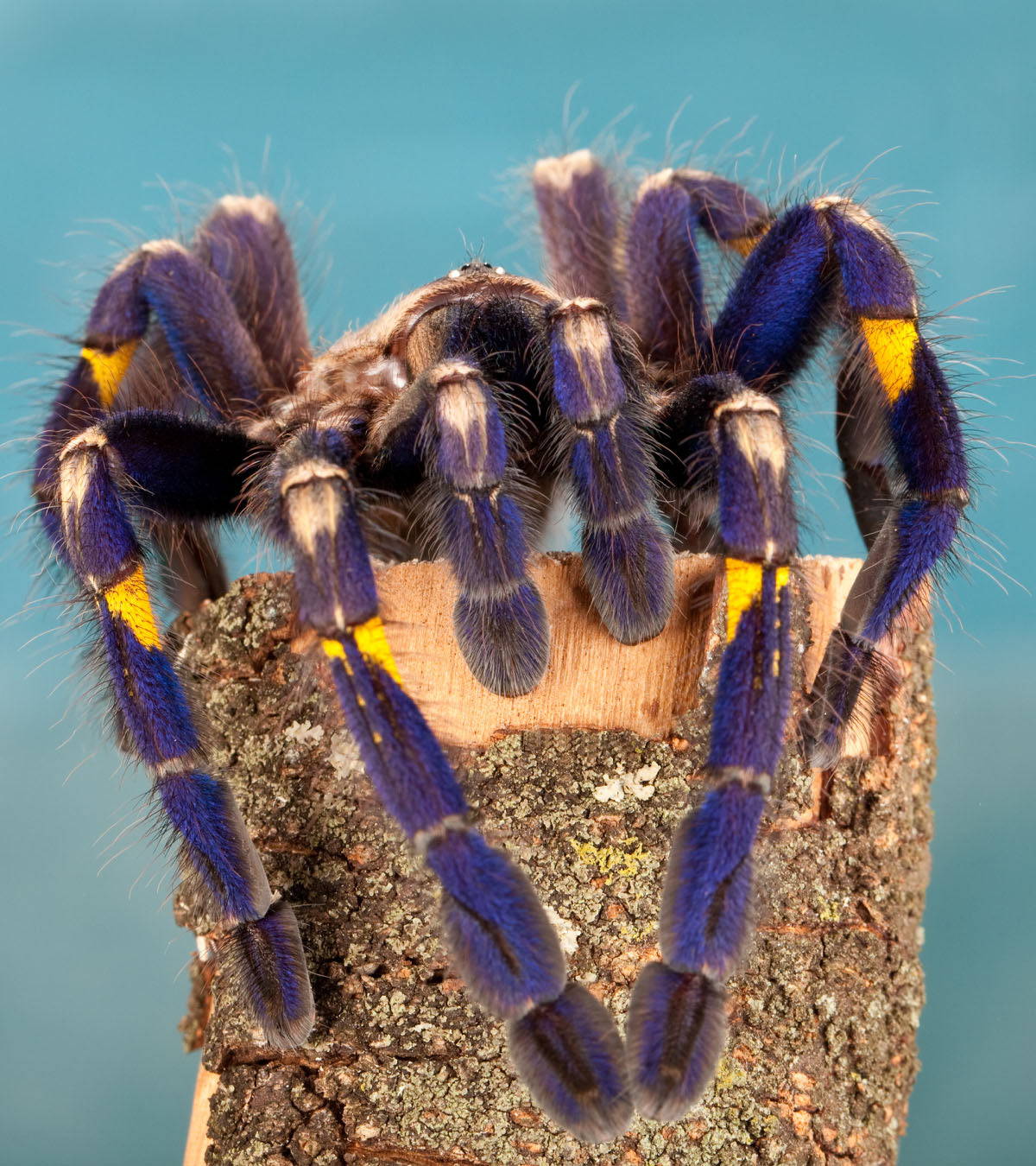 Gooty Sapphire Ornamental Tarantula For Sale | The Defiant Forest – The ...