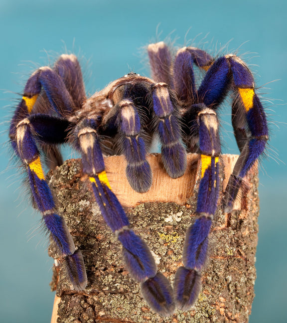 Gooty Sapphire Ornamental Tarantula For Sale | The Defiant Forest – The ...