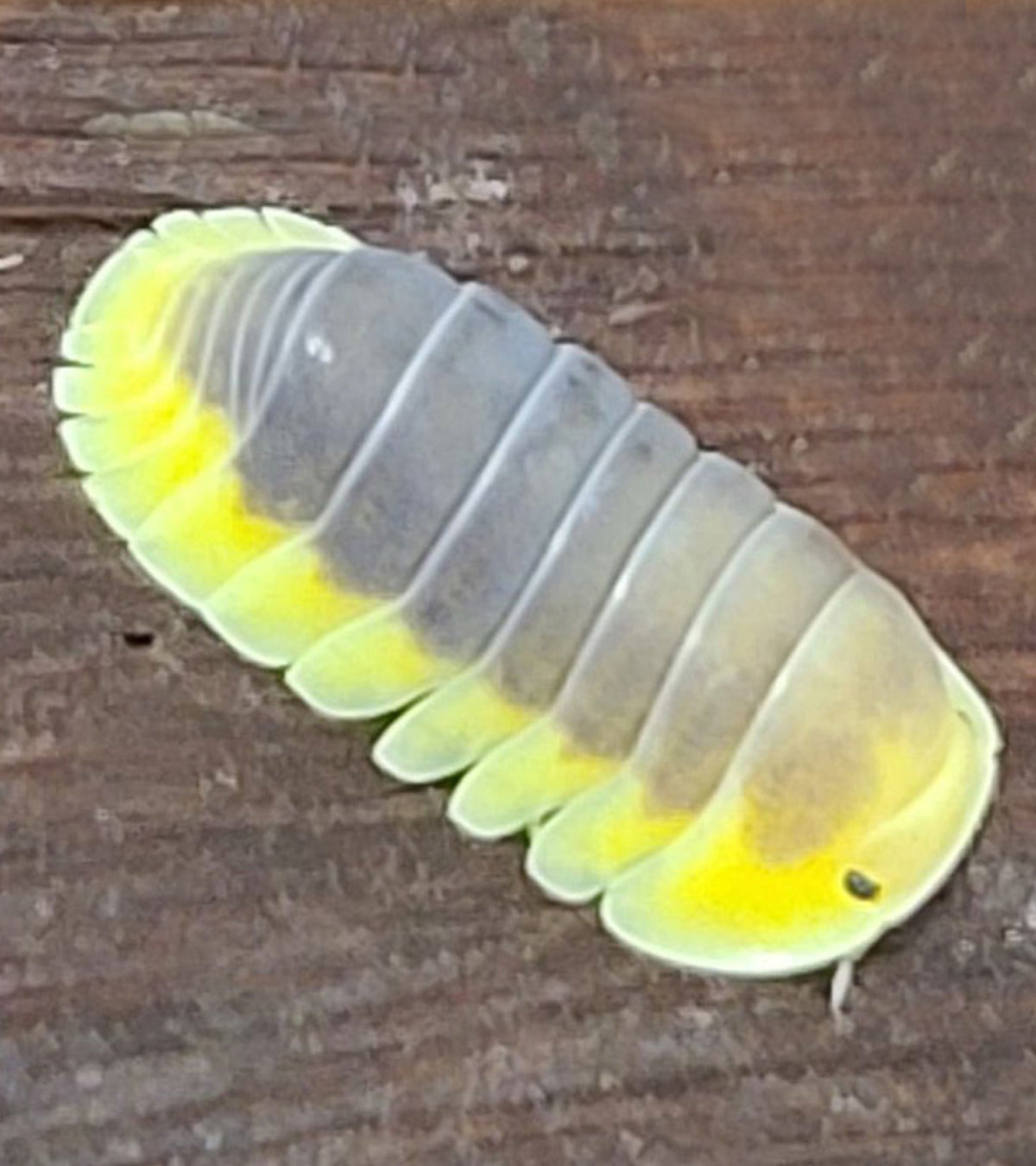 Lemon Blue Isopod, Cubaris sp. – The Defiant Forest