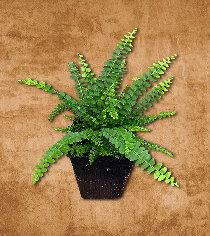 Lemon Button Fern – The Defiant Forest