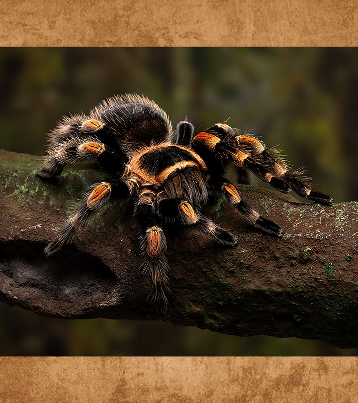 Mexican Red Knee Tarantulas For Sale | The Defiant Forest – The Defiant ...