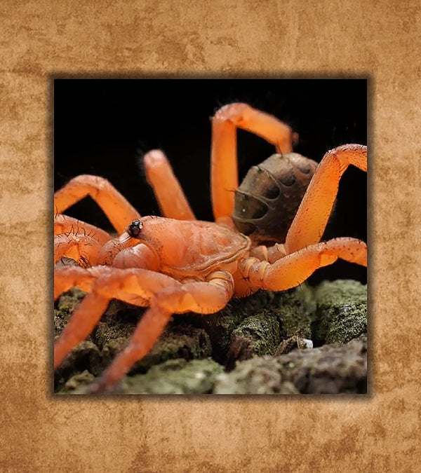 Jumping Spiders For Sale Online | The Defiant Forest – The Defiant Forest