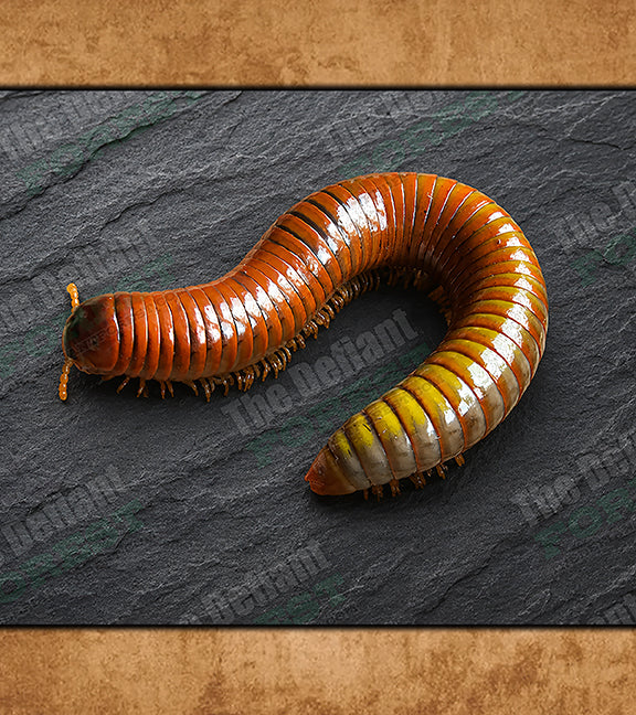 Giant Sunfire Millipede, Diplopoda sp. Indonesia – The Defiant Forest